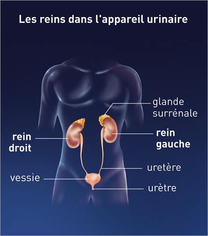 Le rein, un organe vital à préserver