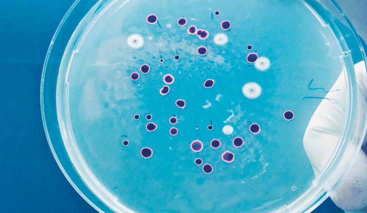 Focus sur les IST bactériennes et parasitaires : syphilis, gonococcie ...